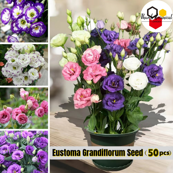50seeds/pack Assorted Colours Eustoma Grandiflorum Flower Seeds for ...