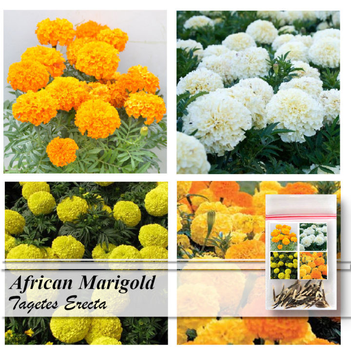 African Marigold Tagetes Erecta 20 Seeds (other names American Marigold ...