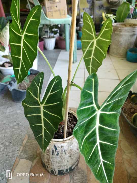 Murang Halaman Alocasia Micholitziana/Frydek plants 2 to 3 leaves Live ...