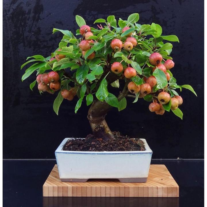 Semua musim Red Apple Bonsai Seeds - 15 unit benih | Lazada