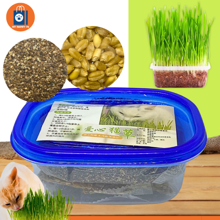 Organic Cat Grass Seed Plant in a TUB Healthy Cat Food Cat Grass Seeds ...