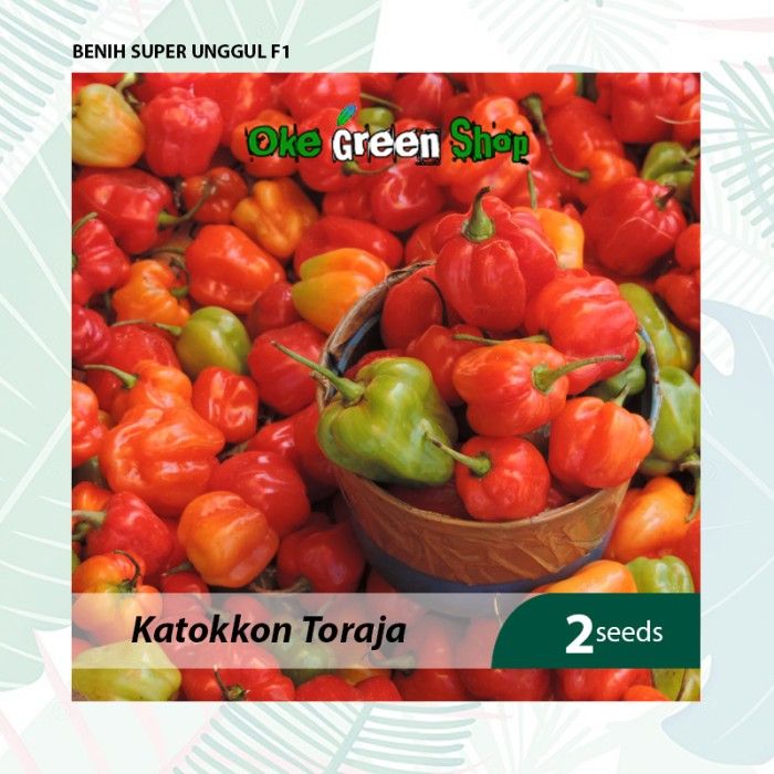 Benih Seribuan - 2 Biji Benih Bibit Cabe Katokkon Toraja Pedas | Lazada ...
