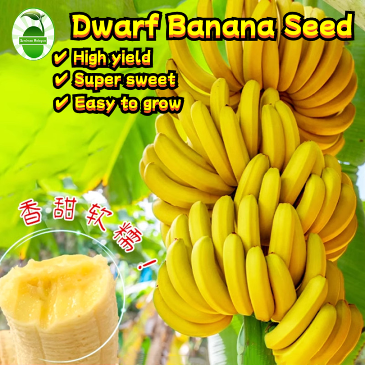35 Seeds/pack Dwarf Banana Seeds for Sale 香蕉种子 Banana Tree Seeds Sweet ...