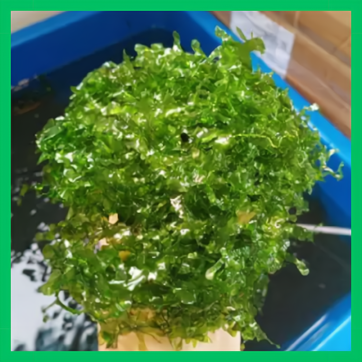 Pelia Moss Aquarium Decotations Live Aquatic Plant 6X8CM Per Pack | Lazada