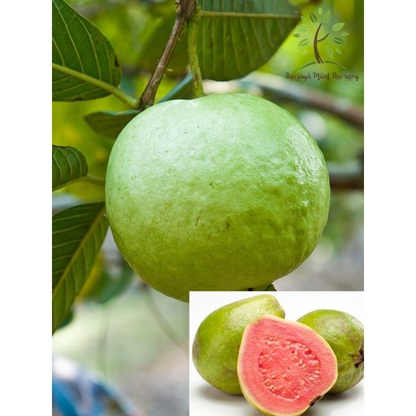 ♬Berjaya Plant Nursery - Pokok Jambu Batu MerahRed Guava(Pokok Buah ...