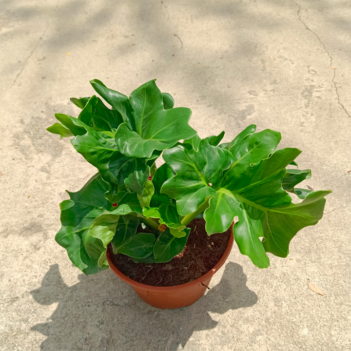 [Plantopia] Philodendron Super Atom | Pokok Philodendron Hidup | Real ...
