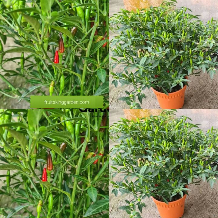 Anak Pokok Chili Plant Hot/ Pokok Cili Api | Lazada
