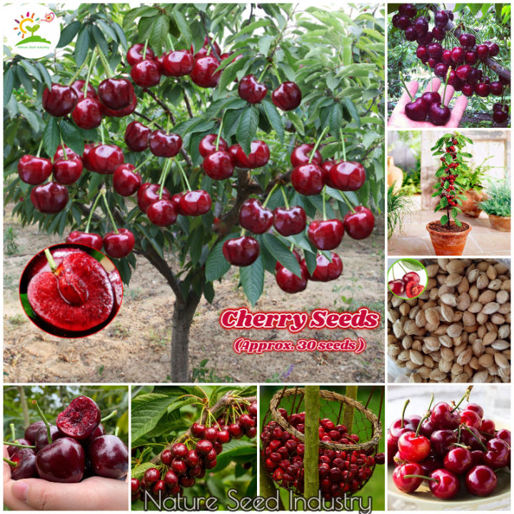 [Fast Germination] Sweet Cherry Seeds for Planting (50 seeds/bag) | Bonsai Fruit Tree Live Plant ...