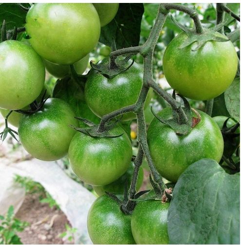 Cherry tomato seeds, green apples, green pearls, cherry tomato seeds ...