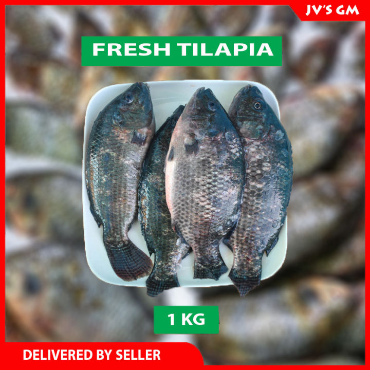 Seafood, Fresh Tilapia Fish, 1KG | Lazada PH