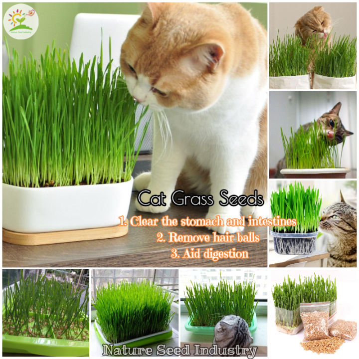 [Ready Stock] Cat Grass Seeds for Planting (50 seeds/pack, High ...