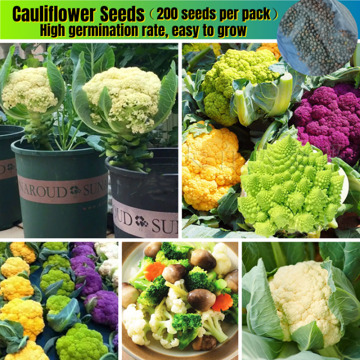 [Fast Growing] 200 Seeds Hybrid and Premium Cauliflower Seeds Benih ...