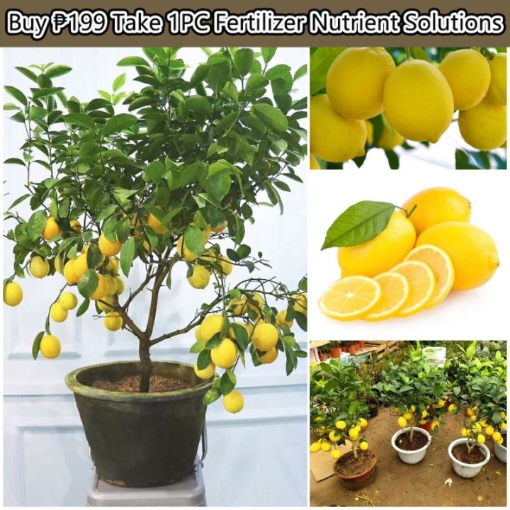 [Fast Germination] Bonsai Lemon Seeds for Planting Fruits Plants (20pcs ...