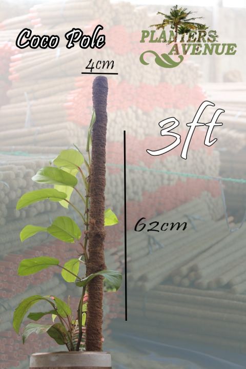 COCO POLE FOR CRAWLING PLANTS - 2FT LONG | Lazada PH