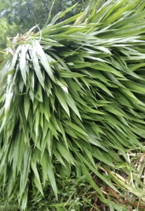 Daun Napier pandan/Australian dwarf 1kg | Lazada