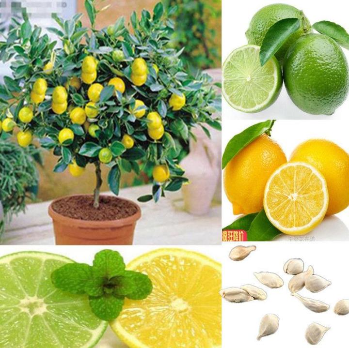 Lemon Fruit Seeds Bonsai with Free Vegetable Seeds Planting Vegetable Plants (20 Seed) Dwarf ...