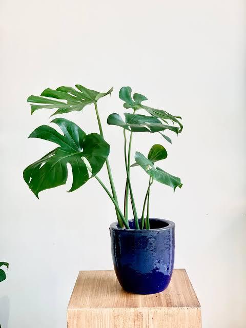 Monstera Deliciosa Medium Size (Live Rare Plant - 4 to 6 Leaves) with ...