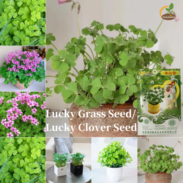ต้นฉบับ 100% Lucky Grass Seed/Lucky Clover Seed เมล็ดหญ้าโชคดี / เมล็ด ...