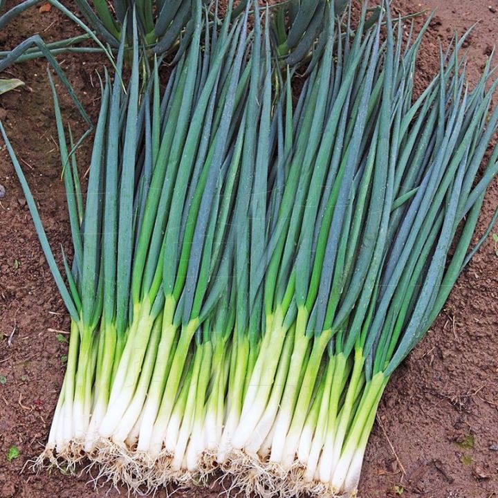 Vegetable Spring Onion Seeds (100 Seeds) /Scallion Seeds/Vegetable ...