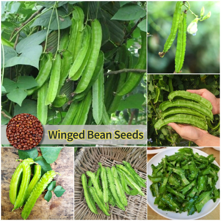 [Easy to grow in Philippines] Fresh Organic Winged Beans Seeds ...