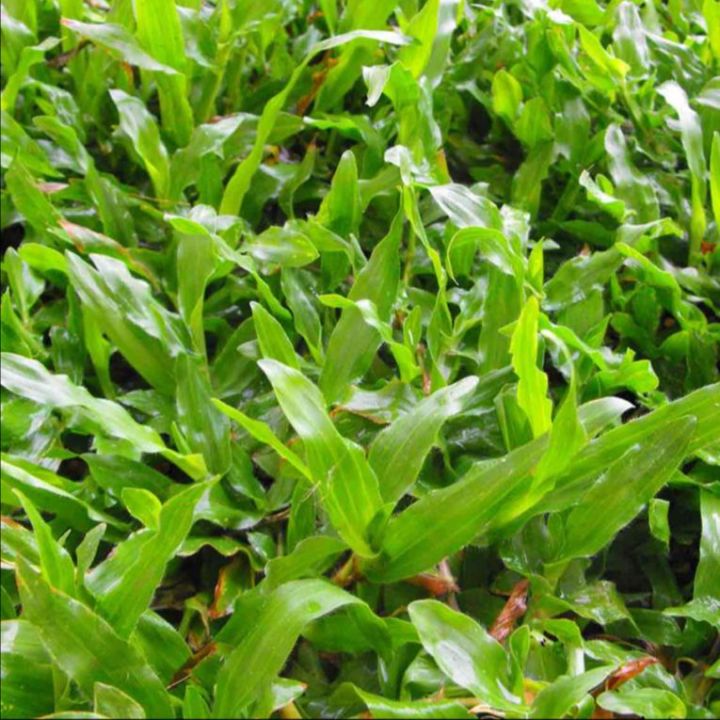 1000 เมล็ด หญ้ามาเลย์ หญ้ามาเลเซีย (Malaysia Grass) ปลูกเป็นสนาม ...