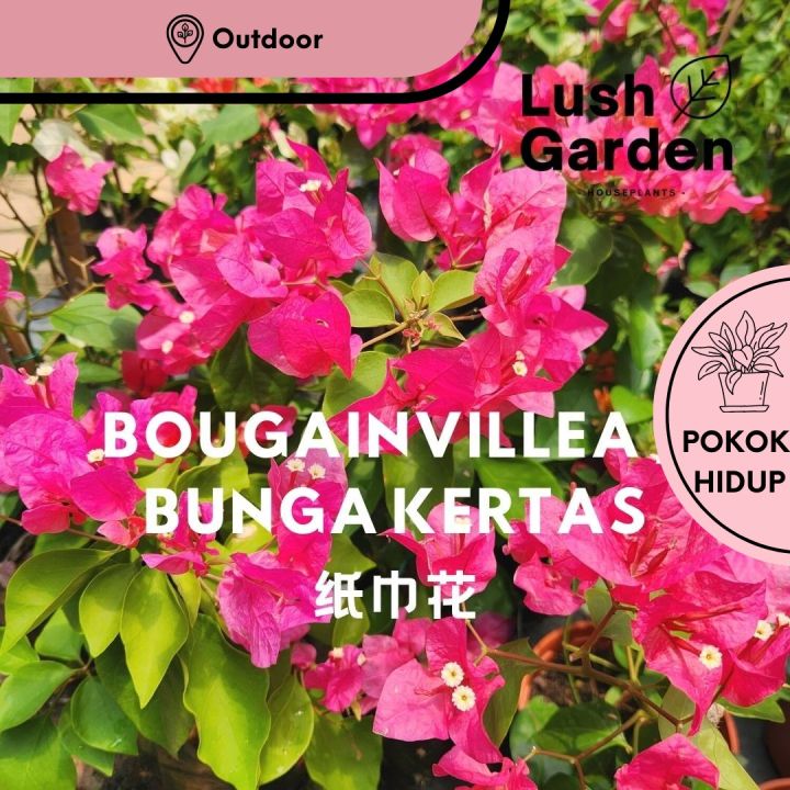 Bougainvillea Anak Pokok Bunga Kertas Hiasan Luar Rumah Hidup Tahan ...