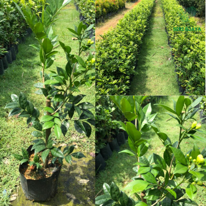 Murraya Paniculata/七里香 (Pokok Hidup/Pokok Hiasan Luar Rumah) | Lazada