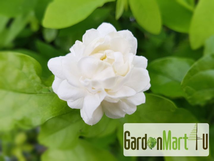 GardenMart4U Jasmine Rose Flower Live Plant Pokok Bunga 茉莉花 | Lazada