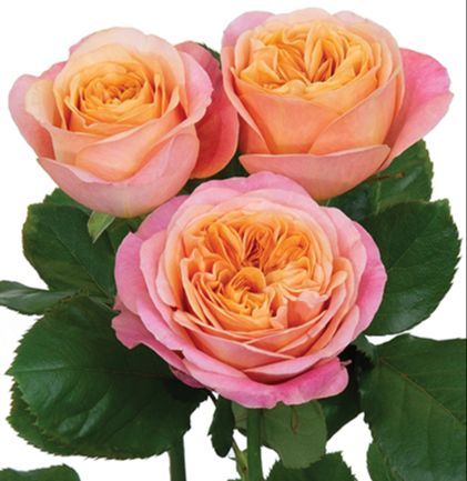 20 เมล็ด Rose Seeds ดอกกุหลาบ กุหลาบแกรนดิฟลอร่า สายพันธุ์ Grandiflora ...