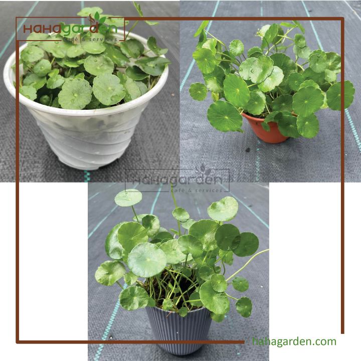 Anak Pokok Ulam Pegaga Air/ Pennywort/ Copper Coin (LIVE PLANT) | Lazada