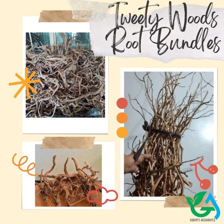 TWEETY WOODS / SPIDER WOOD / ROOT BUNDLES - for bonsai and hardscape ...