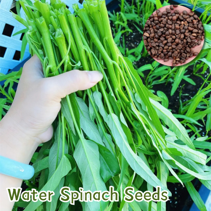 [Easy to grow in Philippines] High Yield Water Spinach Seeds Vegetable Seeds for Planting ...
