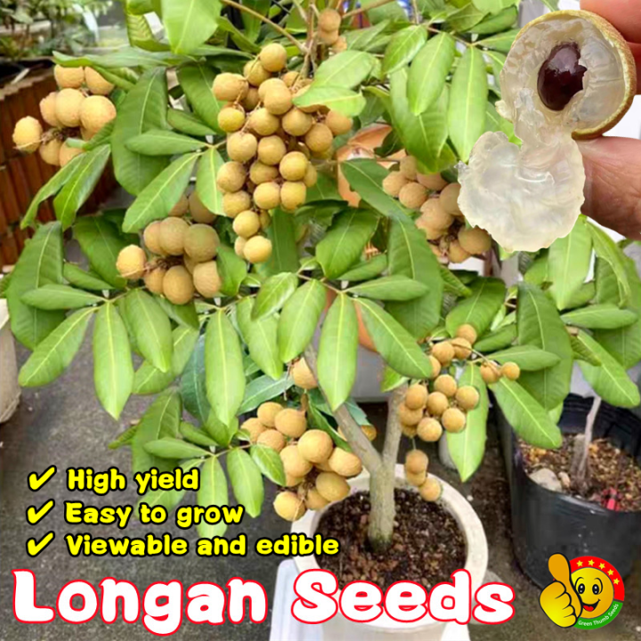 100% Original Bonsai Longan Seeds for Sale (Fresh 6pcs Seeds) 龙眼种子 ...