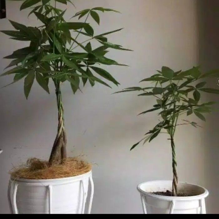 PROMO Tanaman hias pacira kepang 3 - Pachira money tree -hijaudaunku ...