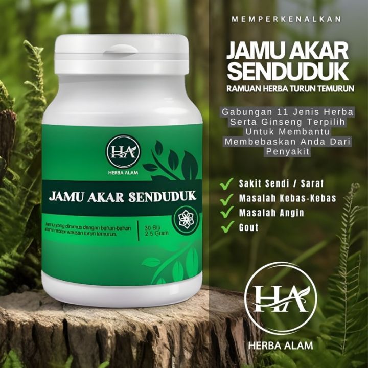 Jamu Akar Senduduk original ha 30 biji | Lazada