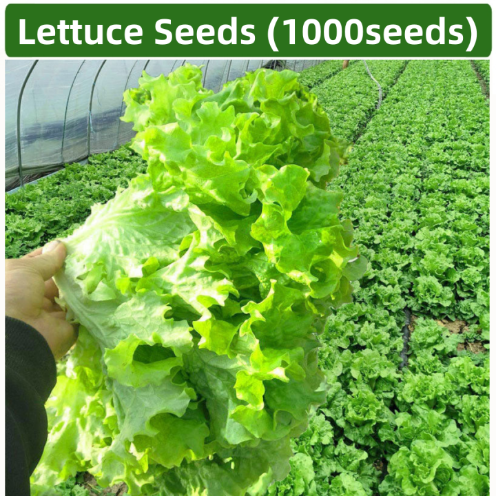 1000seeds Loose Leaf LETTUCE Seeds / BIG WAVE LETTUCE SEEDS | Lazada PH