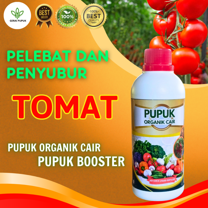 Pupuk Penyubur Tanaman Tomat Pupuk Buah Super Lebat Tomat Pupuk Booster Buat Tanaman Tomat Asli ...
