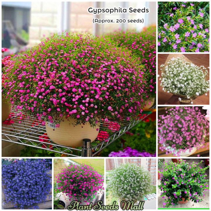 [Easy To Grow] 200pcs Mixed Color Gypsophila Seeds High Quality ...