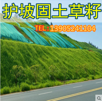 Lawn grass seed slope protection and soil consolidation perennial grass ...