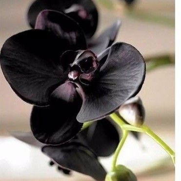 - anggrek dendrobium bunga hitam papua new terlaris dan termurah ...