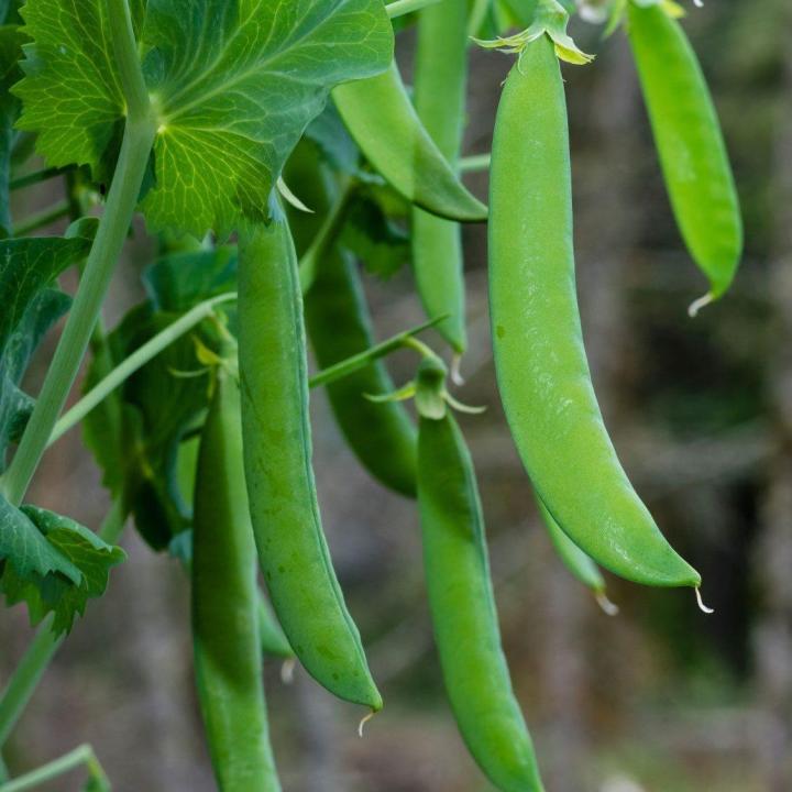 SNOW PEA - ( 25 seeds ) Sitsaro / Chinese Pea / Snow Peas | Lazada PH