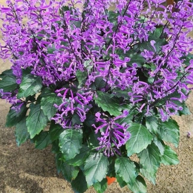 Ajuga Mona Lavender / Bugleweed Pokok Bunga Hidup Pot Live Plant Pokok ...