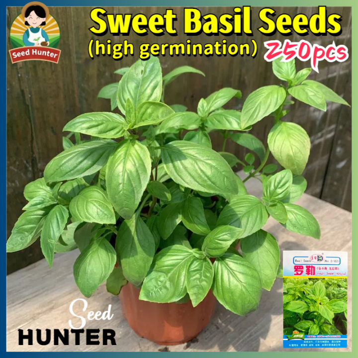 High Yield Fresh Sweet Basil Seeds for Planting Vegetable Plants (Fast ...