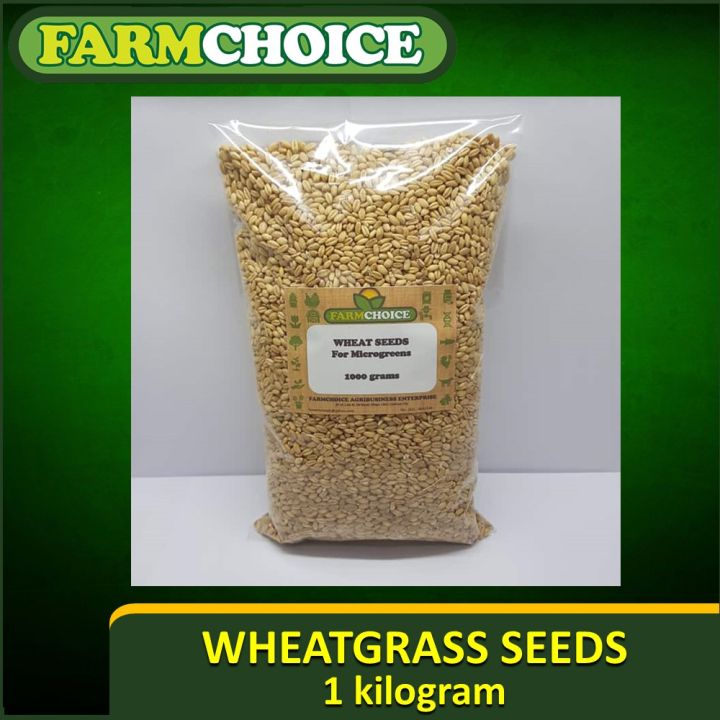 Wheat Grass seeds (1kg )for Microgreens, Sprouts and juicing + | Lazada PH