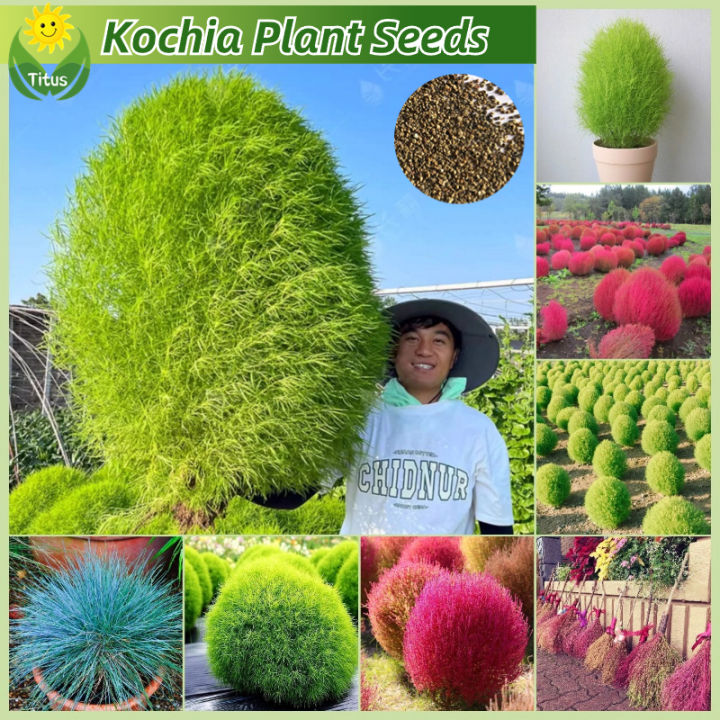 100% Legit Red Green Kochia Seeds Kochia Plant Flower Seeds for ...