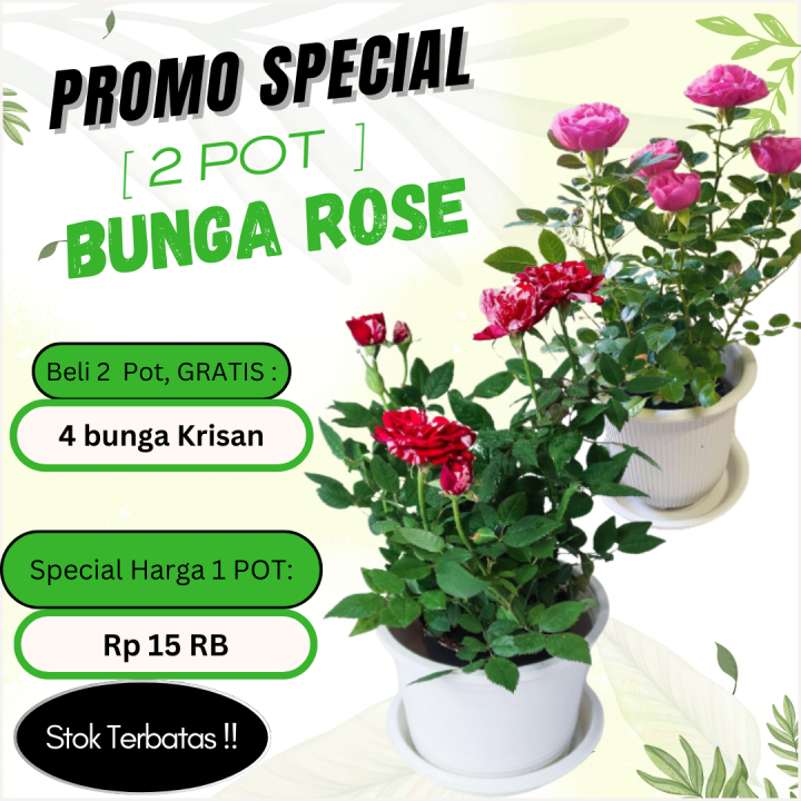 [ Baru !! BELI 2 GRATIS 4 POHON ] TANAMAN HIAS BUNGA HIDUP MAWAR GRADE ...