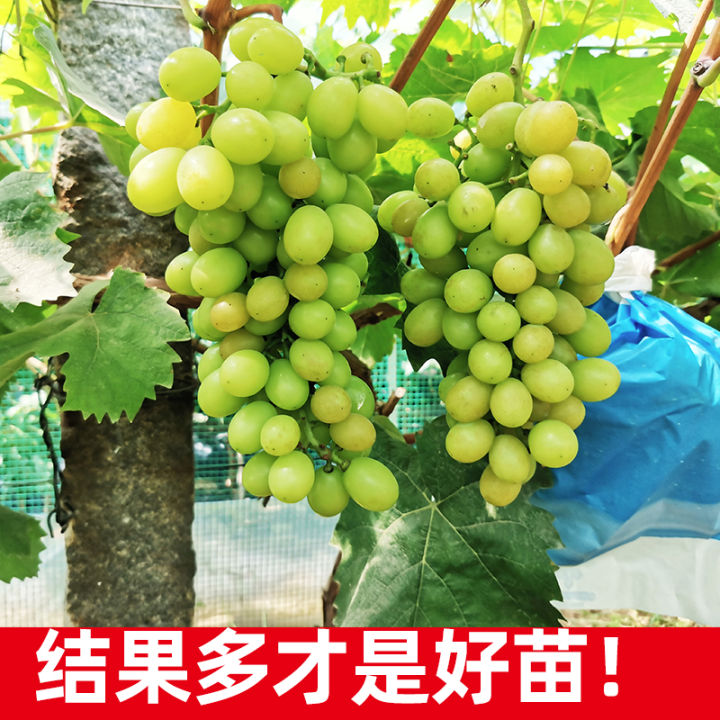 Grapes, sunshine, roses, sapphires, potted plants, southern planting of ...