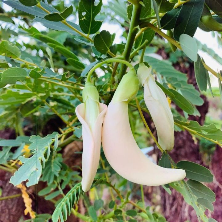 Bibit Herbal Kembang Turi putih / toroy / Lalapan turi / sesbania ...