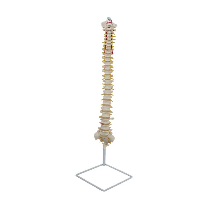 CUTICATE Fexible Spine Model Vertebral Column with Base 35" Teaching ...