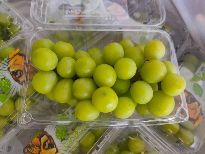 Anggur Shine Muscat per 1 pack | Lazada Indonesia